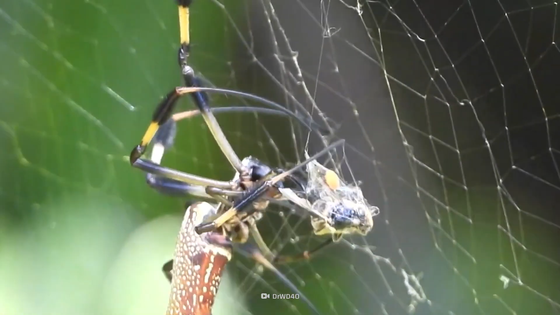 Why experts say this spider’s venom affects the body in a highly ...