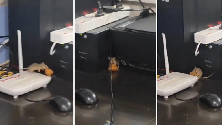 MP news: Alarming! Rats found in newborn care unit of Satna District ...