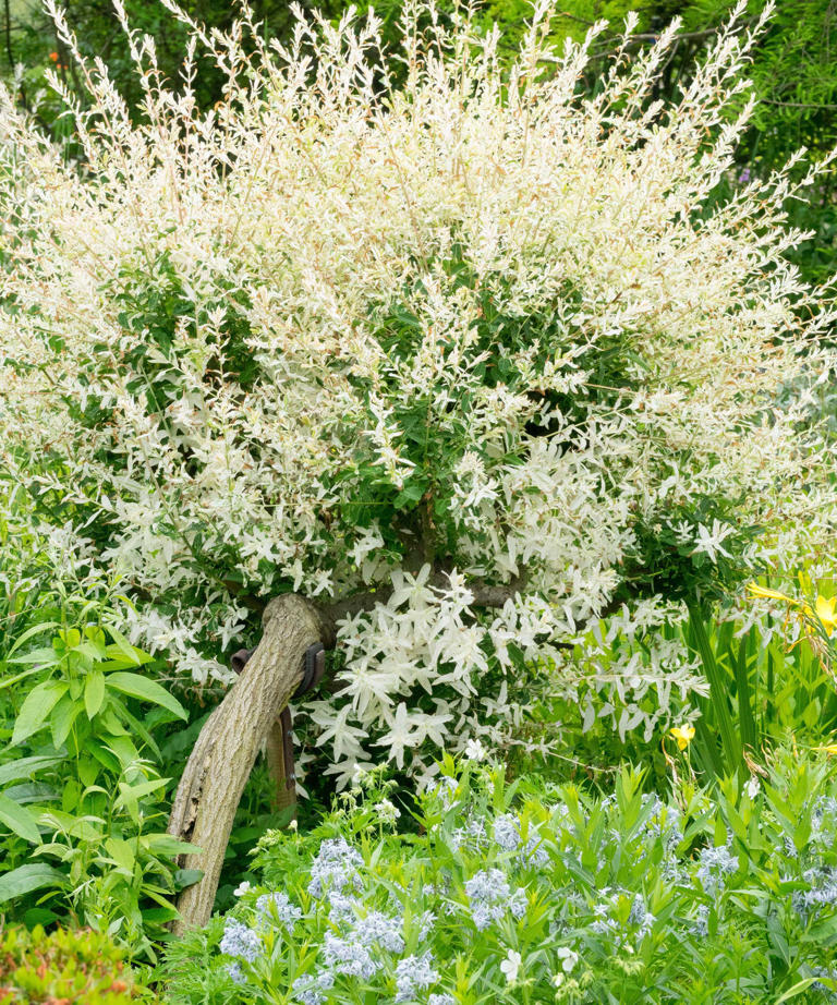 My five biggest gardening mistakes of 2025 were rookie errors