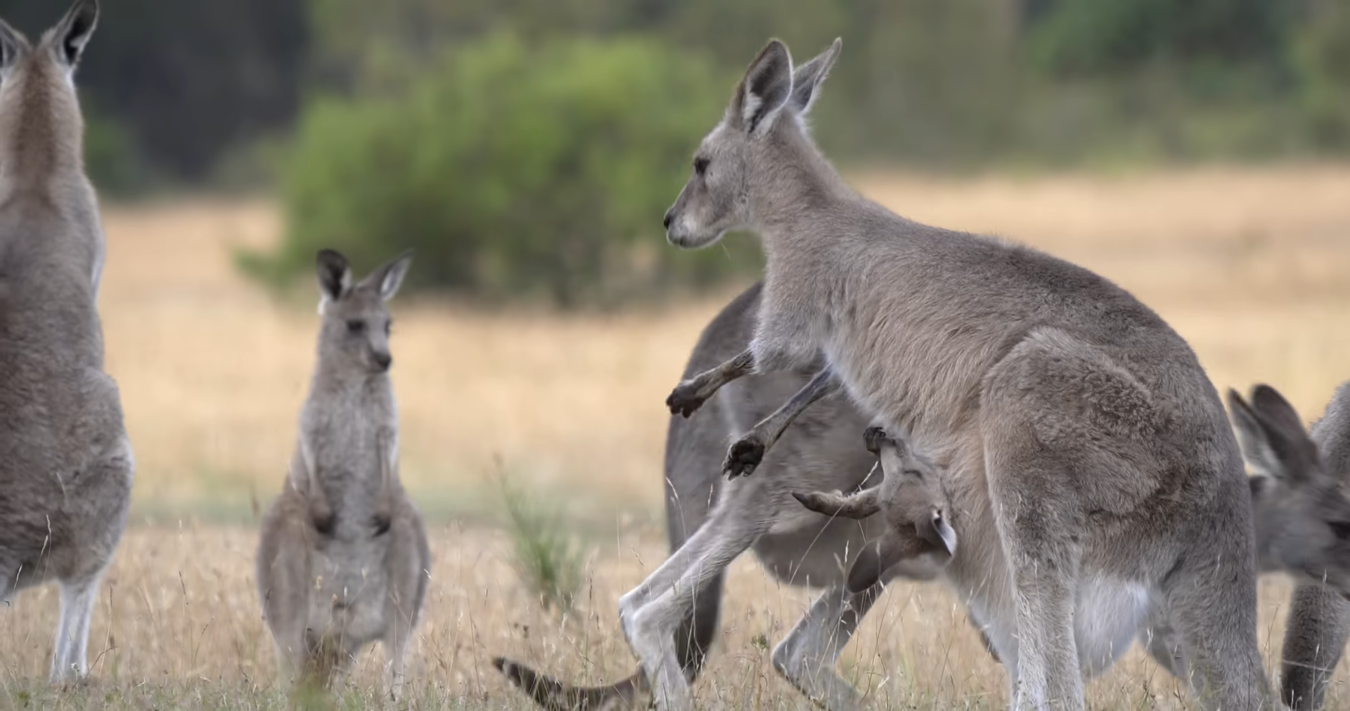 How animals use body positioning to fight dangerous heat