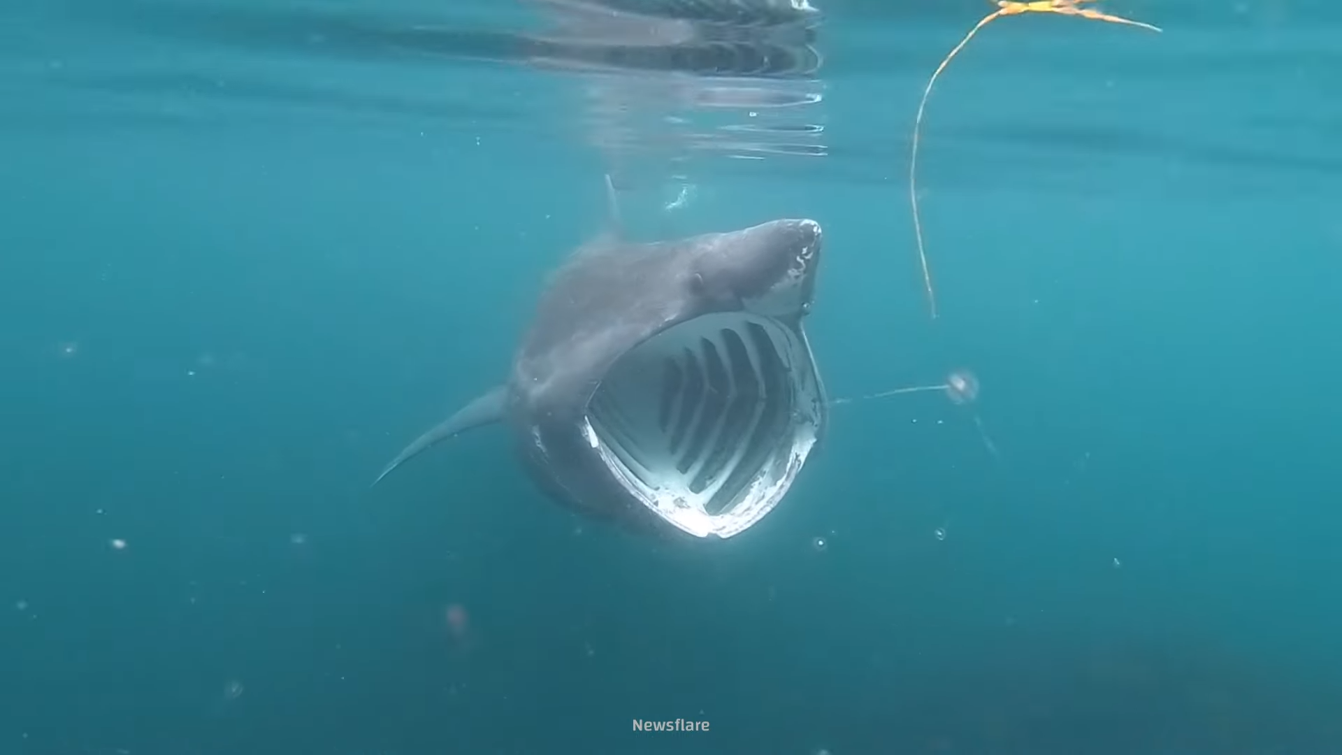 Why this shark encounter became the closest call of my life