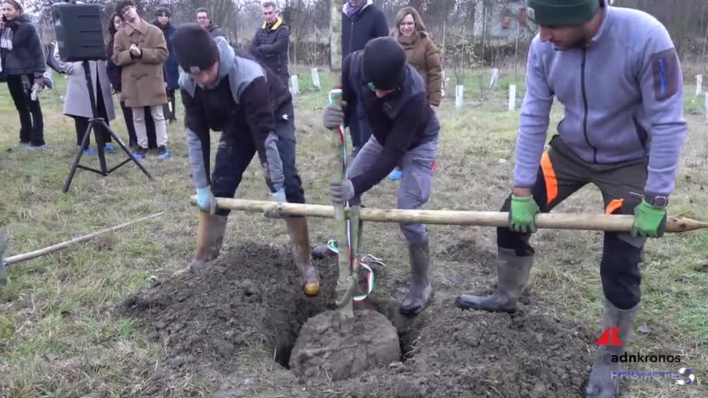 Il ginkgo come simbolo di memoria e resilienza