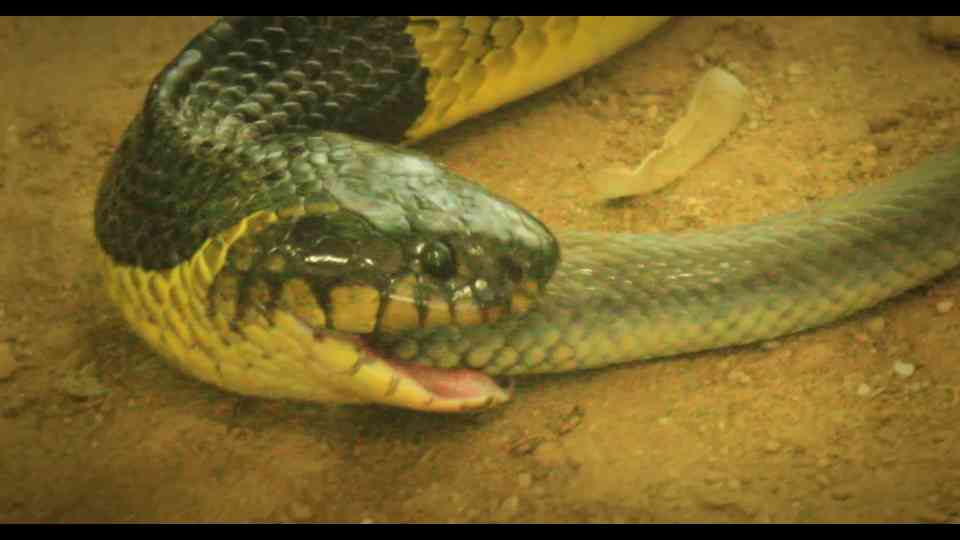 The unsettling truth behind snakes biting their own tails