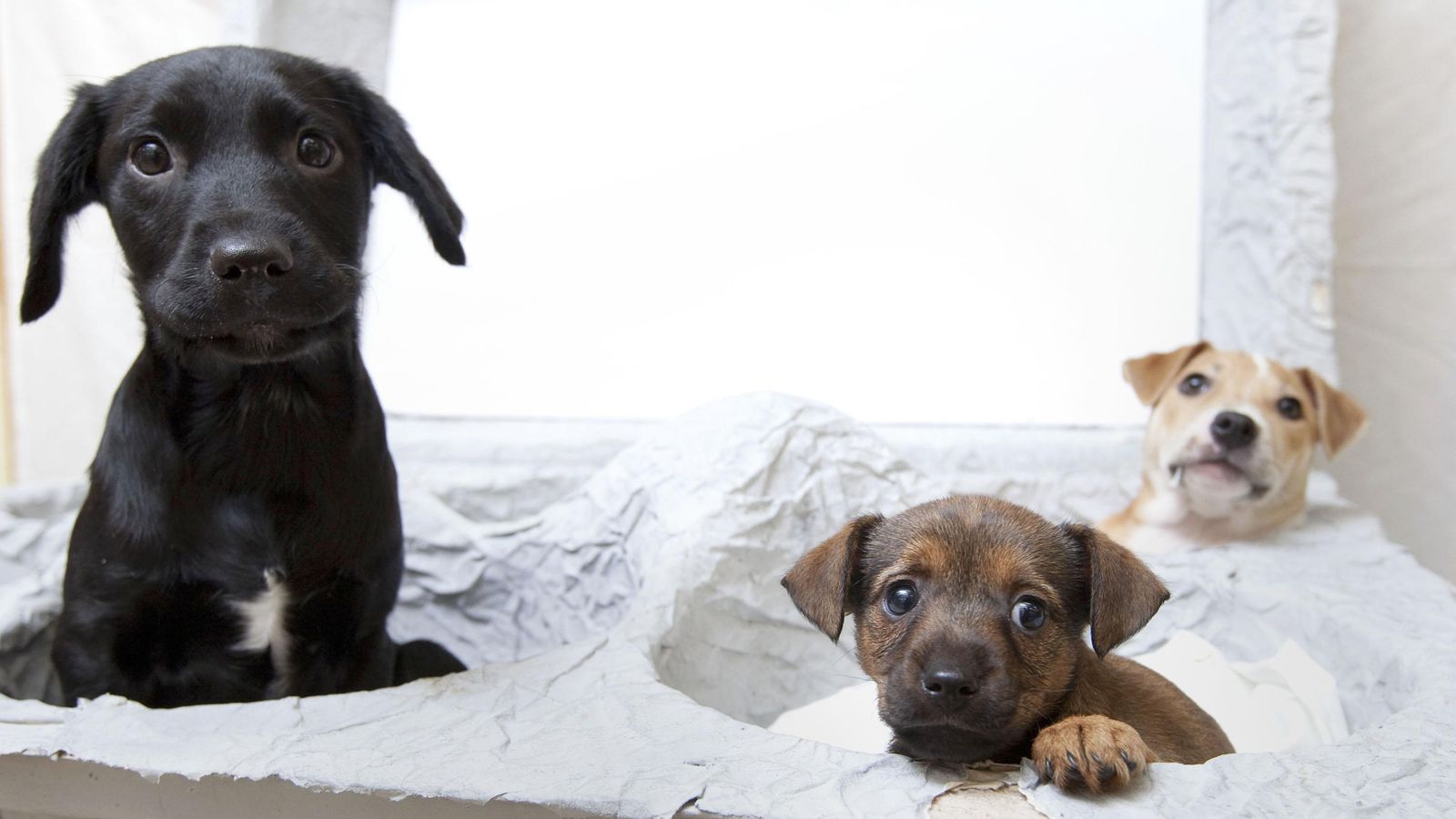 Puppy farming, snare traps and trail hunting to be banned under new reforms