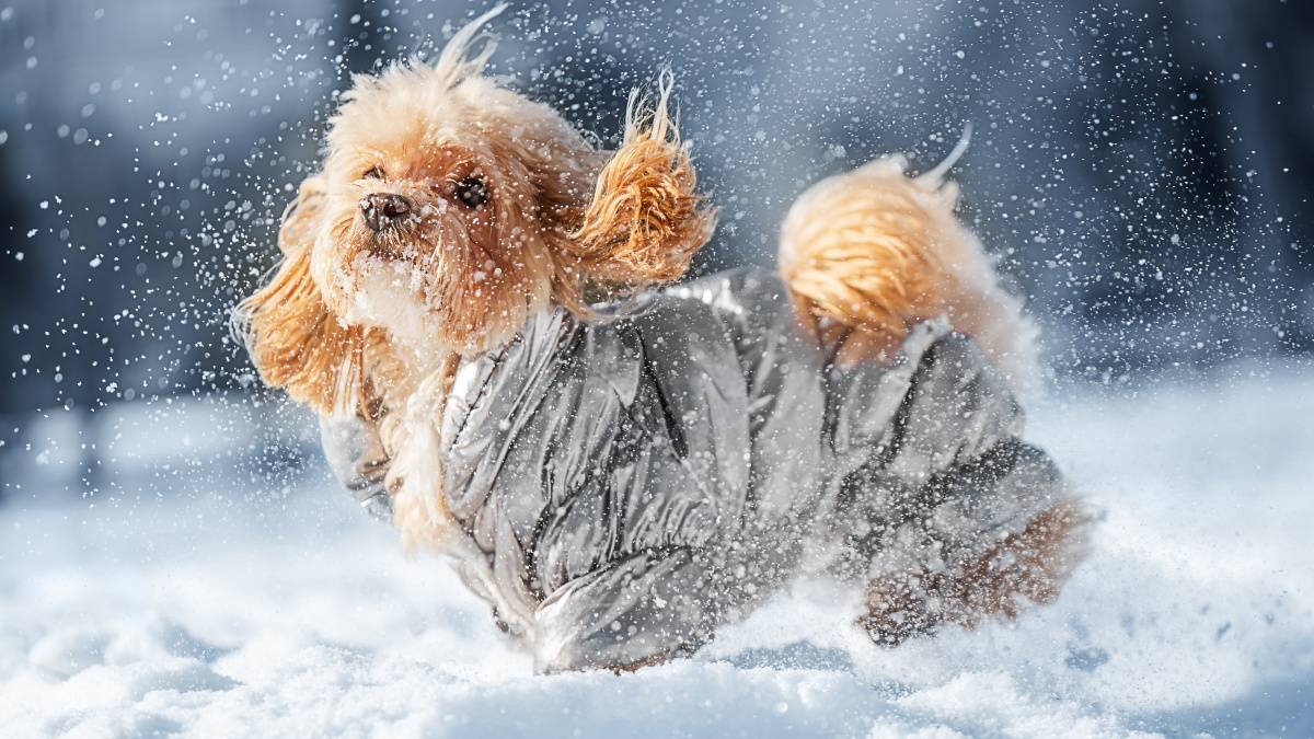 Styl, teplo a trochu rozmaru: Psí oblečky nejsou jen módní výstřelek