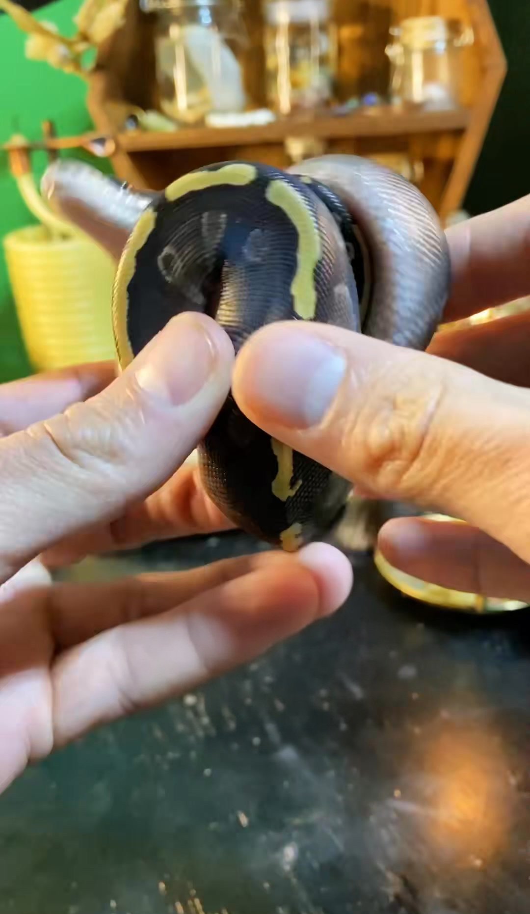 GHI Mojave is one of my favorite gene combinations!