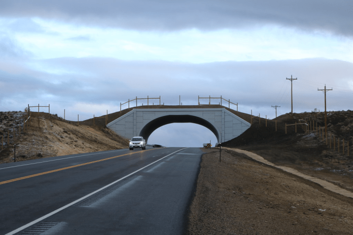 Colorado’s record-breaking wildlife overpass redefines habitat connectivity