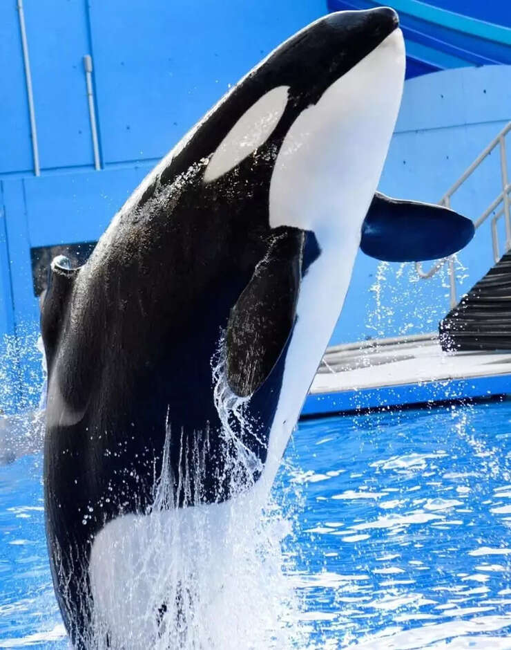 SeaWorld Orlando’s iconic orca Katina dead at 50: Did age-related ...