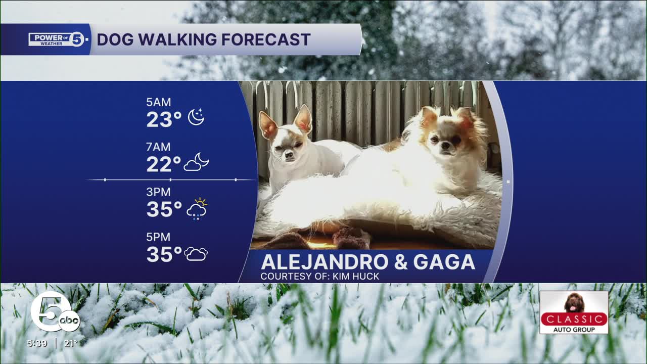 Meet Alejandro & Gaga!