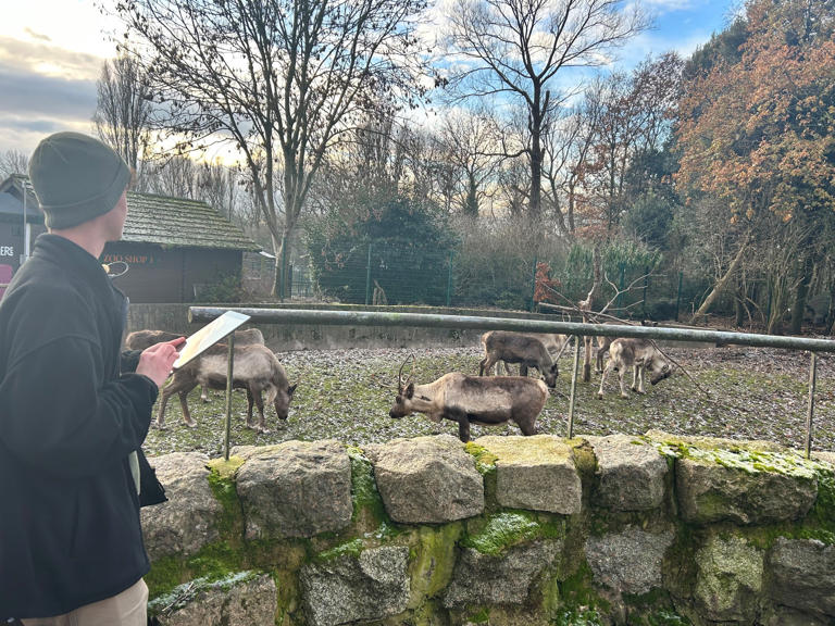 Baldur and Odin - Santa’s reindeer make their Christmas debut at ...