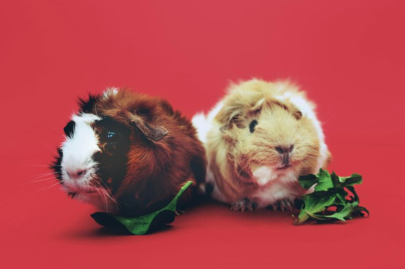 How long do these 10 unique pets really live?