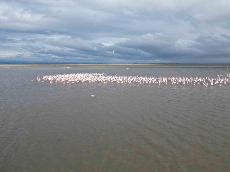 Enez Gala Gölü flamingolara ev sahipliği yapıyor