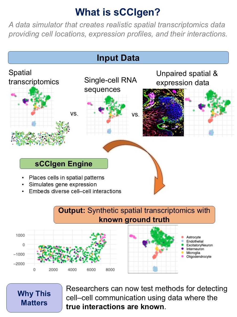 Scientists build virtual tissue tools to map how cells talk in disease