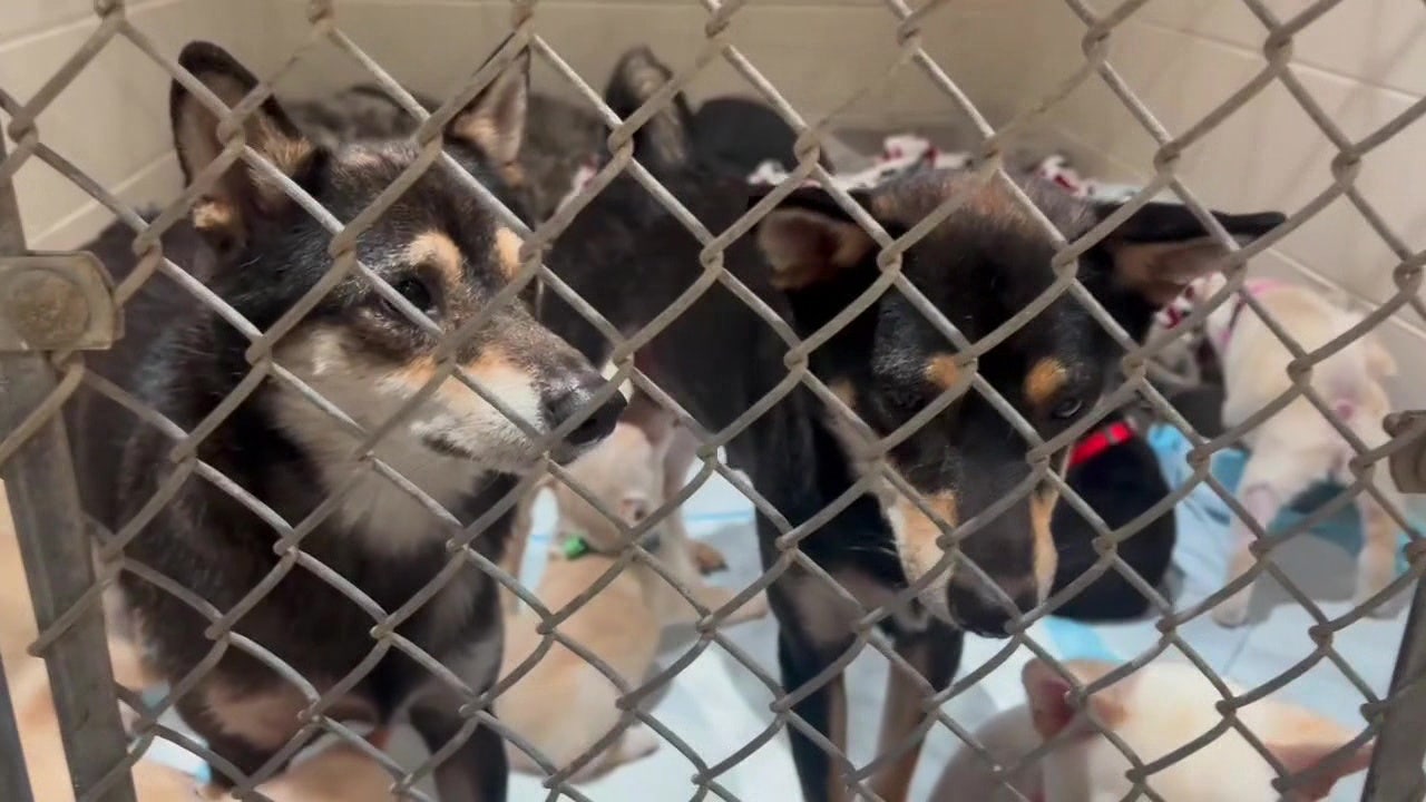 10 sick puppies dumped in storage container at Largo park, police ...