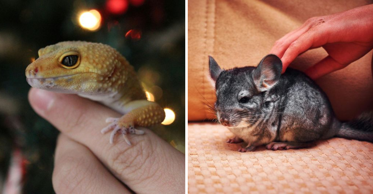 How long do these 10 unique pets really live?