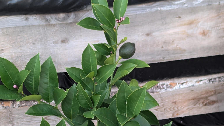 La culture de citronniers, possible au Québec?
