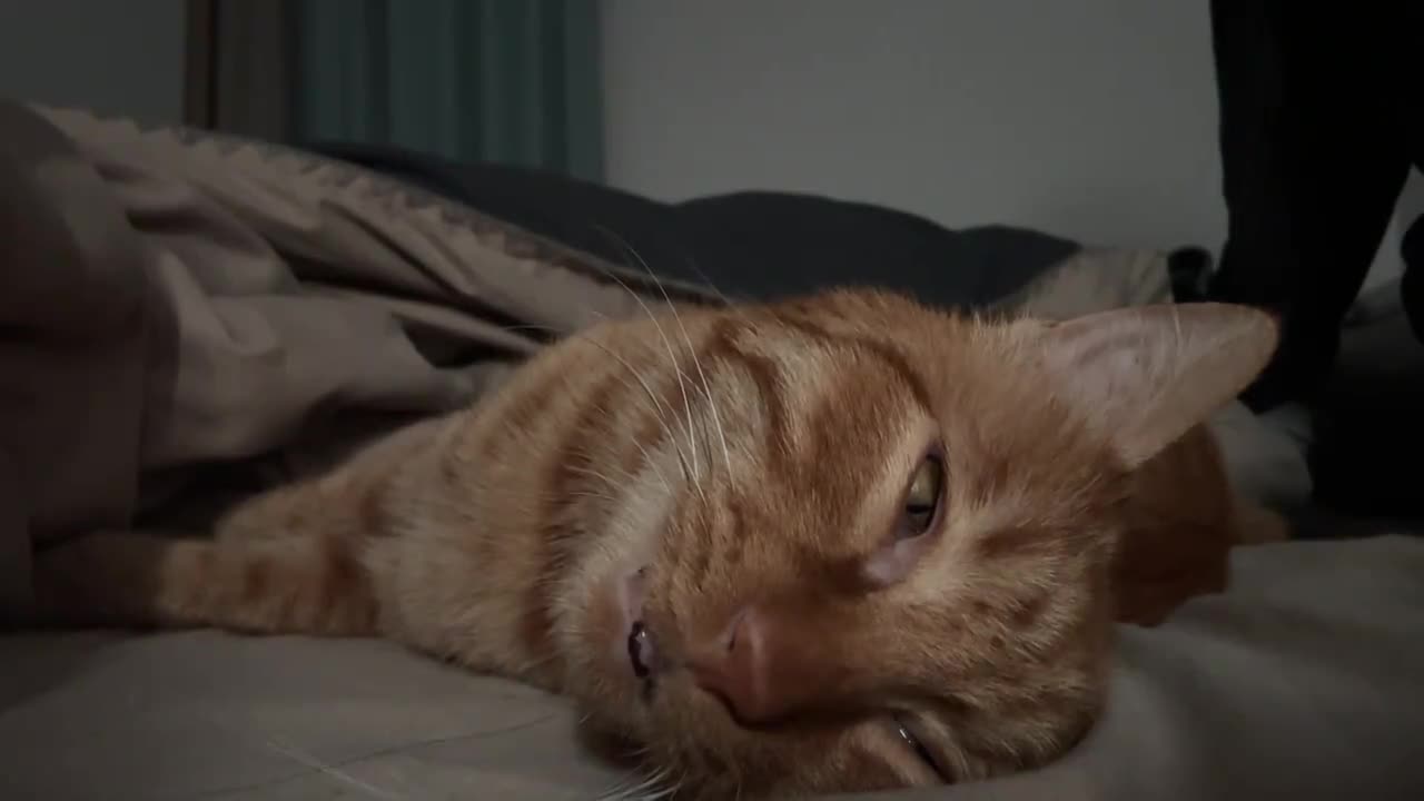 Cat acts out intense dream while sleeping in Guangdong, China