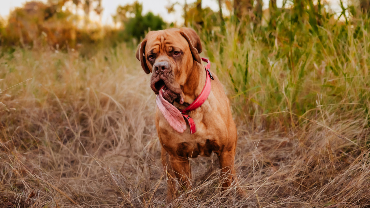 Ozzy the mastiff sets record for the world's longest dog tongue