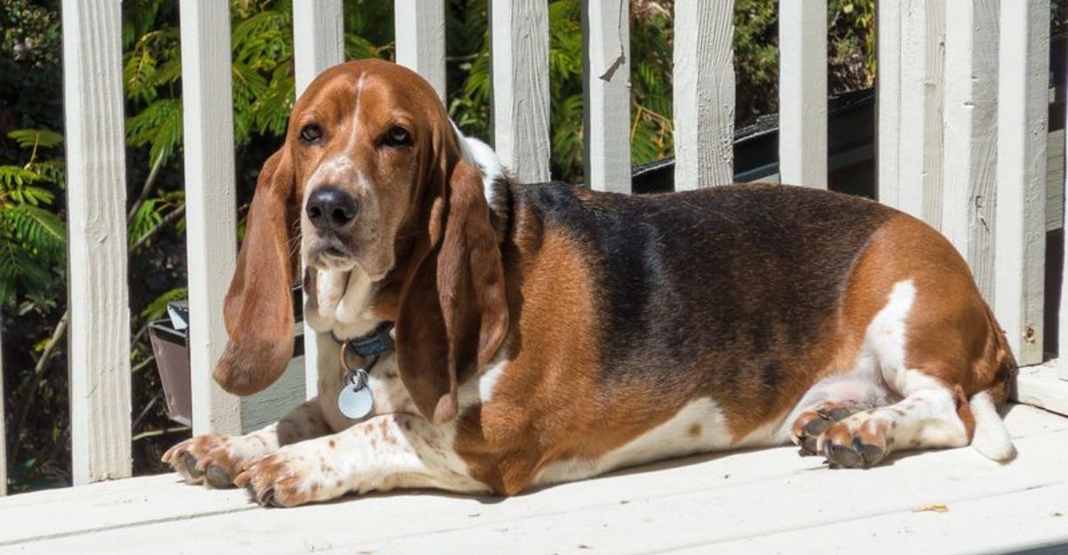 10 dog breeds with rare body shapes that change exercise needs ...