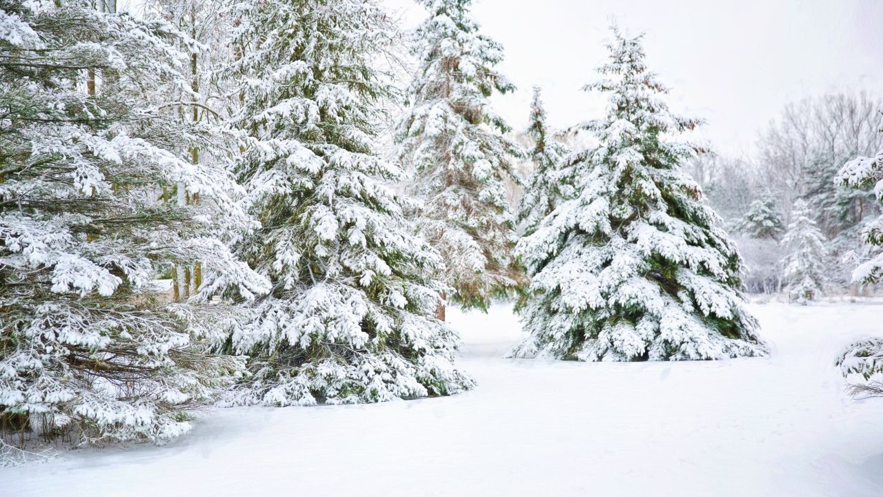 Meteorologist forecasts that a White Christmas depend on a rare weather ...