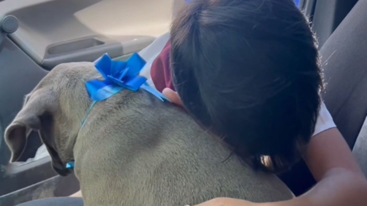 Touching footage shows child's tearful reaction to receiving a puppy ...