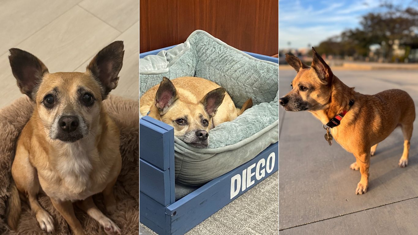 San Diego's first dog? Meet Diego, Mayor Todd Gloria's rescue pup