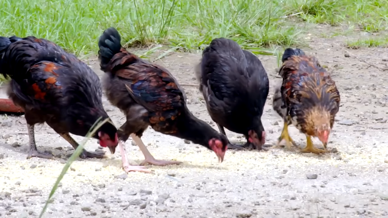 What happens when two giant pythons hide in a backyard shed and the ...