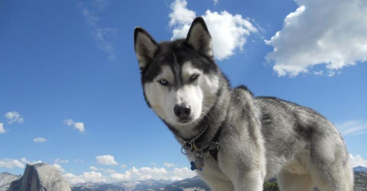 10 dog breeds that are masters of escape (digging, climbing, slipping ...