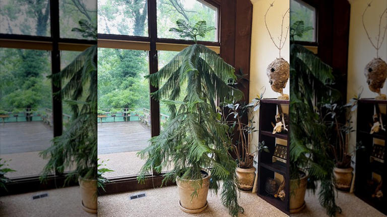 The holiday plant that will outgrow your home if you aren't careful