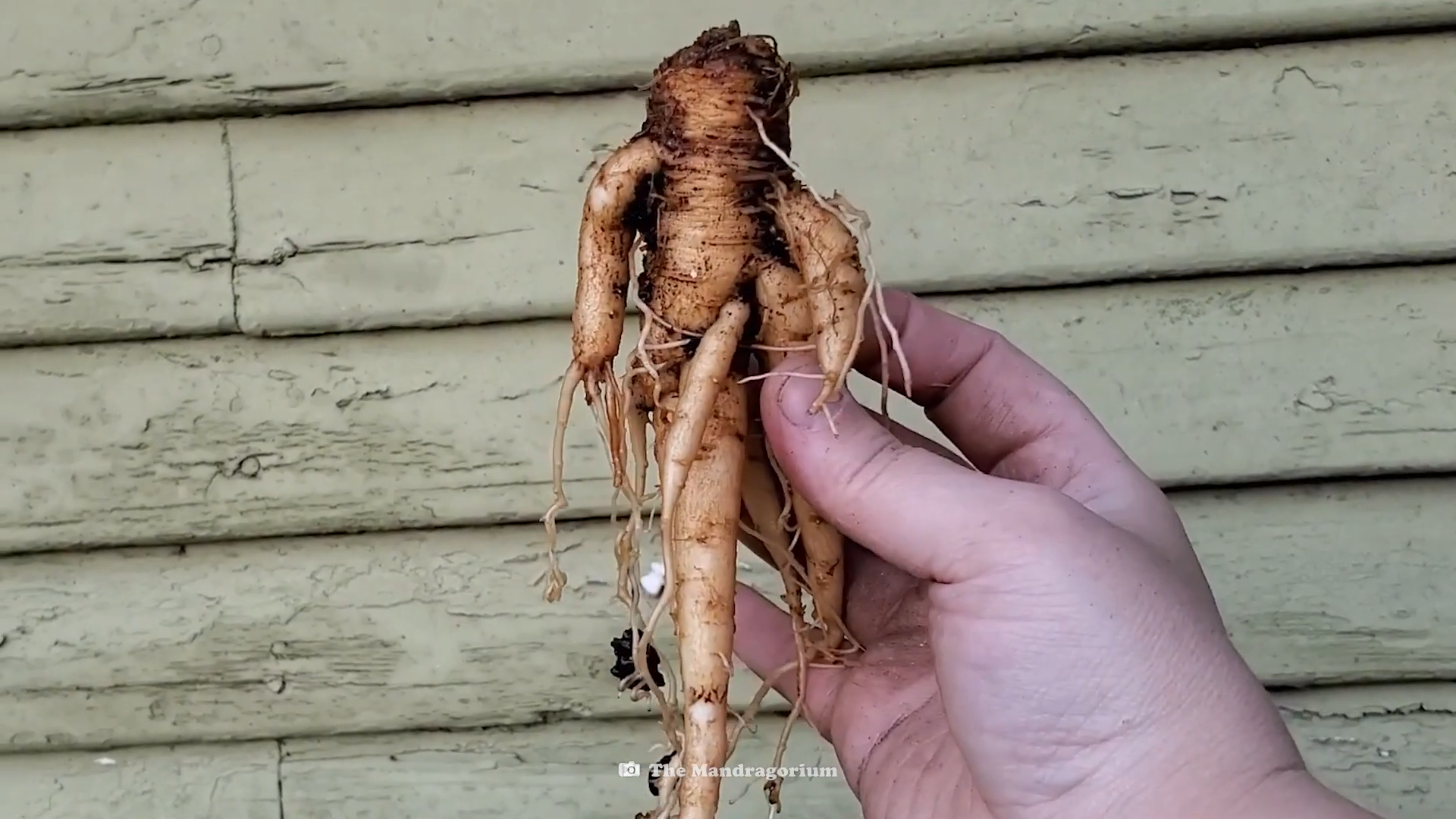 The link between common foods and deadly nightshade