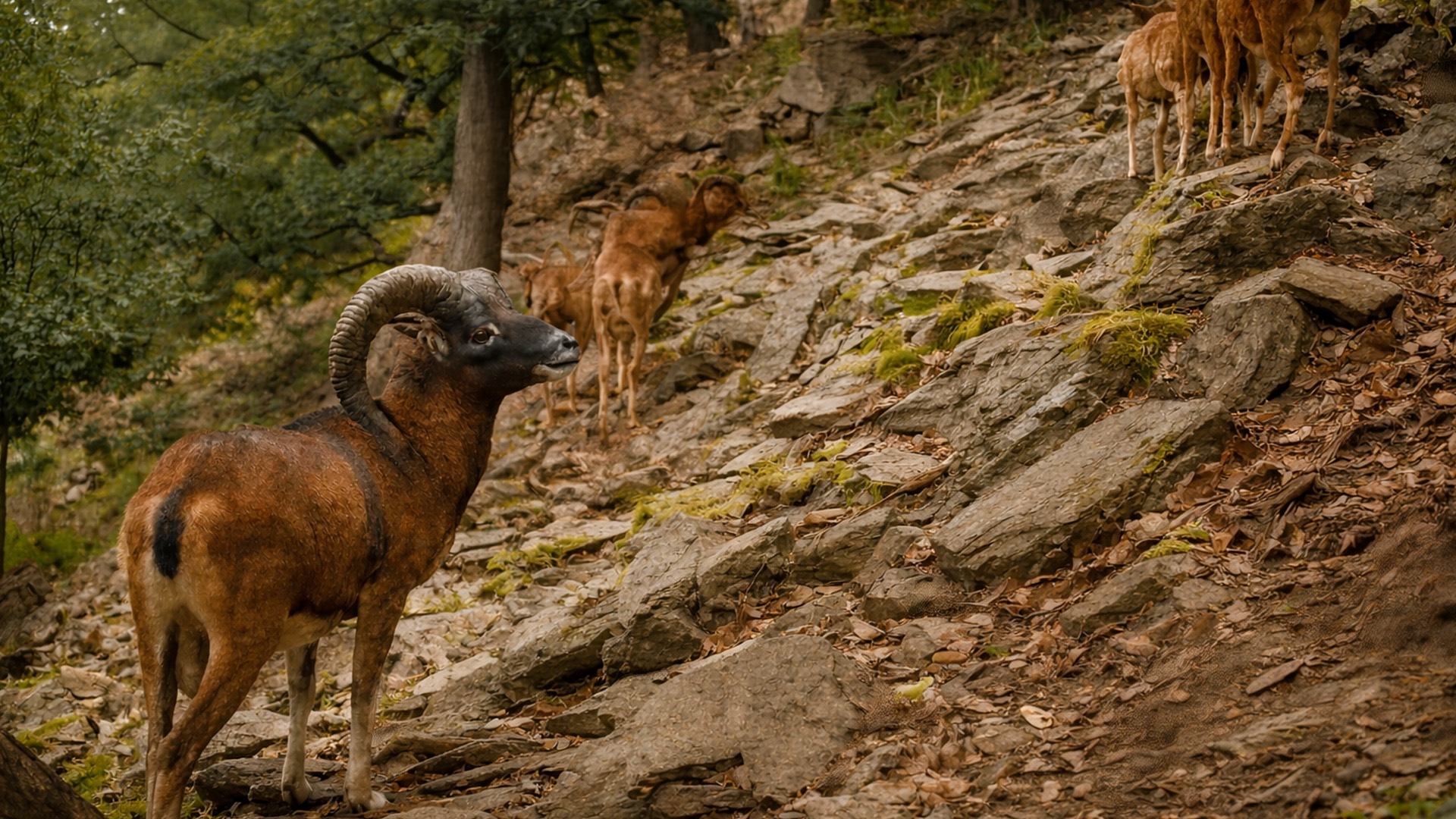 Hidden camera captures rare forest encounter
