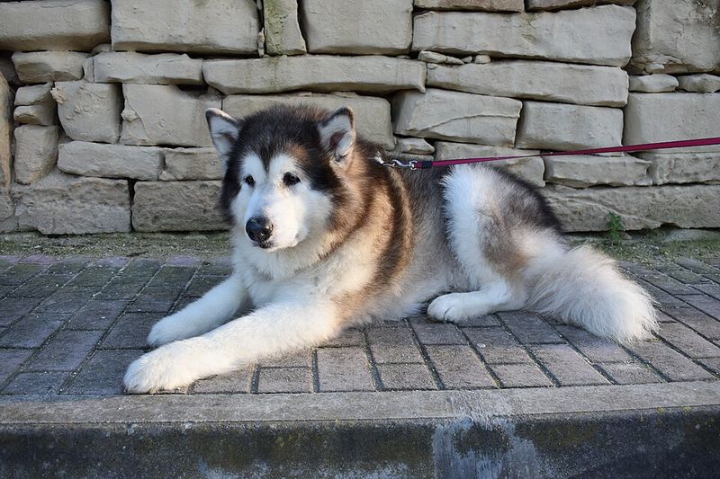 10 dog breeds that are masters of escape (digging, climbing, slipping ...