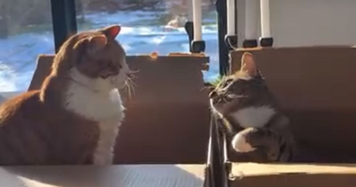 Cat almost hits brother, then remembers it's time to be nice