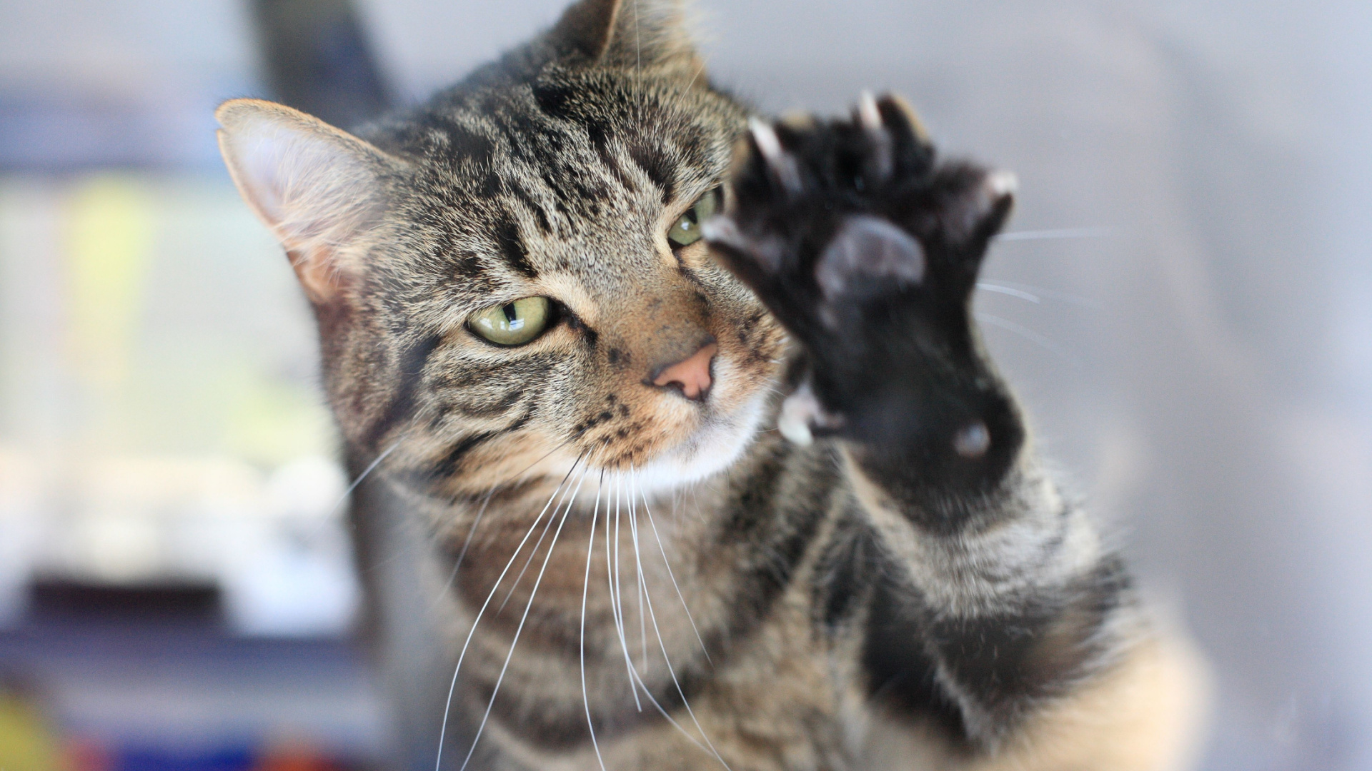 Your cat doesn’t talk, but it wants to tell you these 10 things