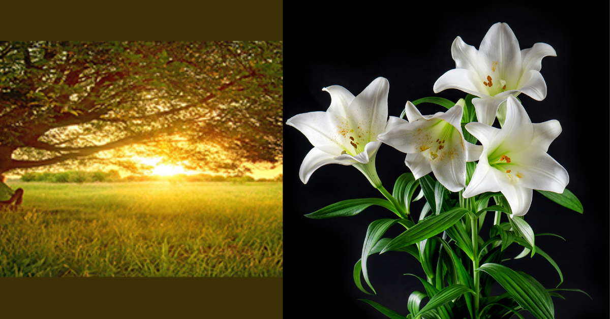 Sandra Dower, 82, of Racine - obituary