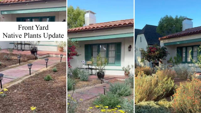Homeowner shares before-and-after footage of stunning lawn ...