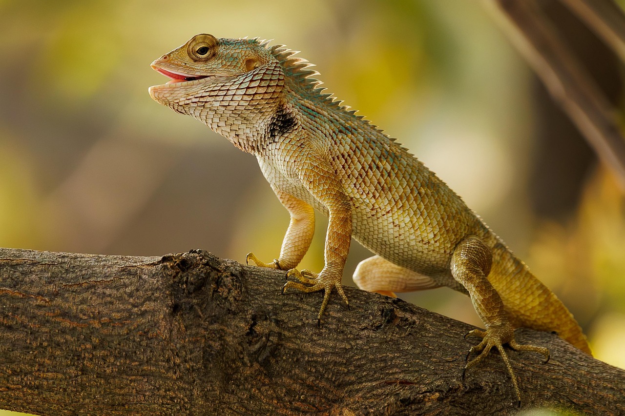 12 myths about harmless animals that make people unnecessarily afraid