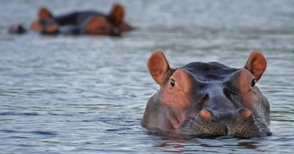 Take a time machine back 60,000 years, and you might meet hippos on ...