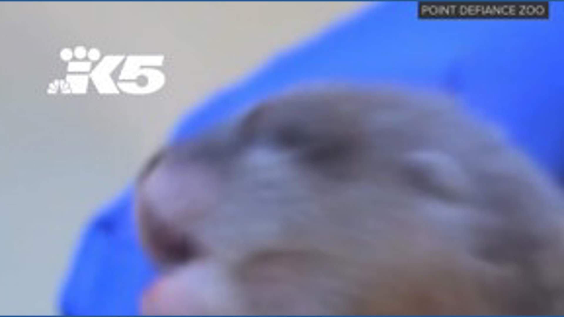 Point Defiance Zoo welcomes a new otter pup!