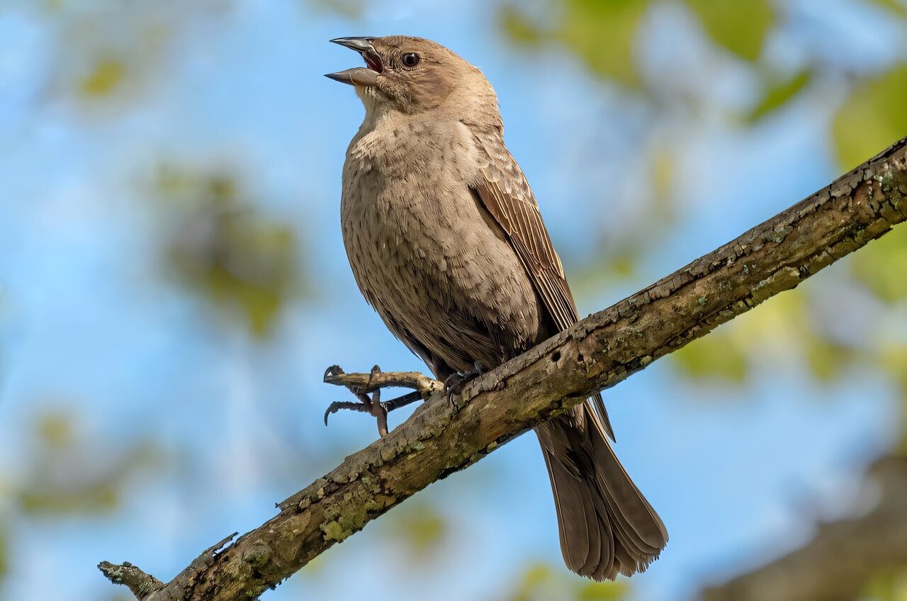 The sound of droplets striking water: How cowbirds control two sound ...