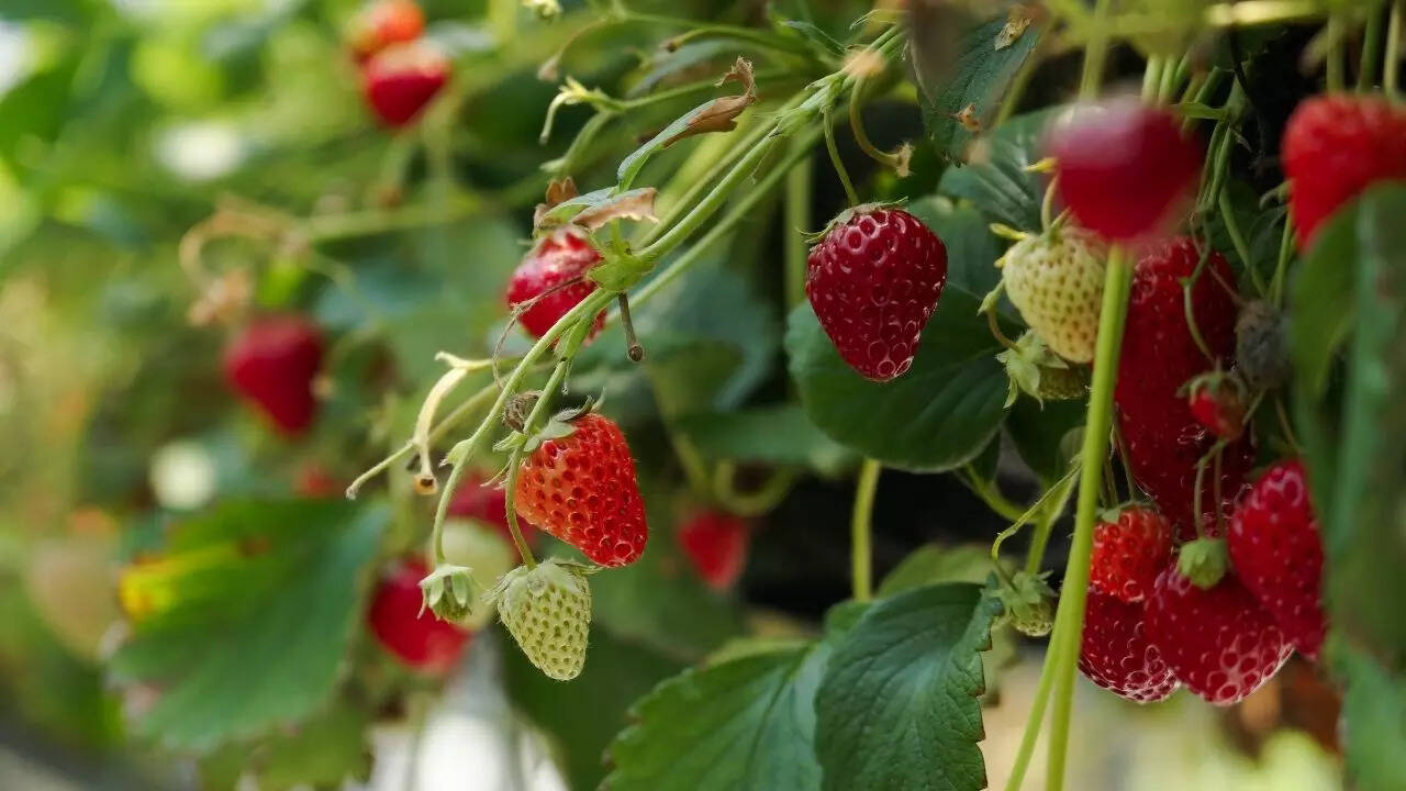 7 simple fruit plants ideal for a lush balcony garden