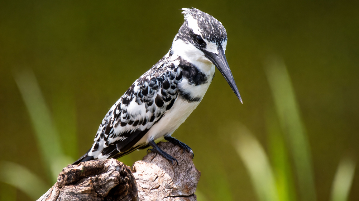 La belleza única del martín pescador blanco y negro