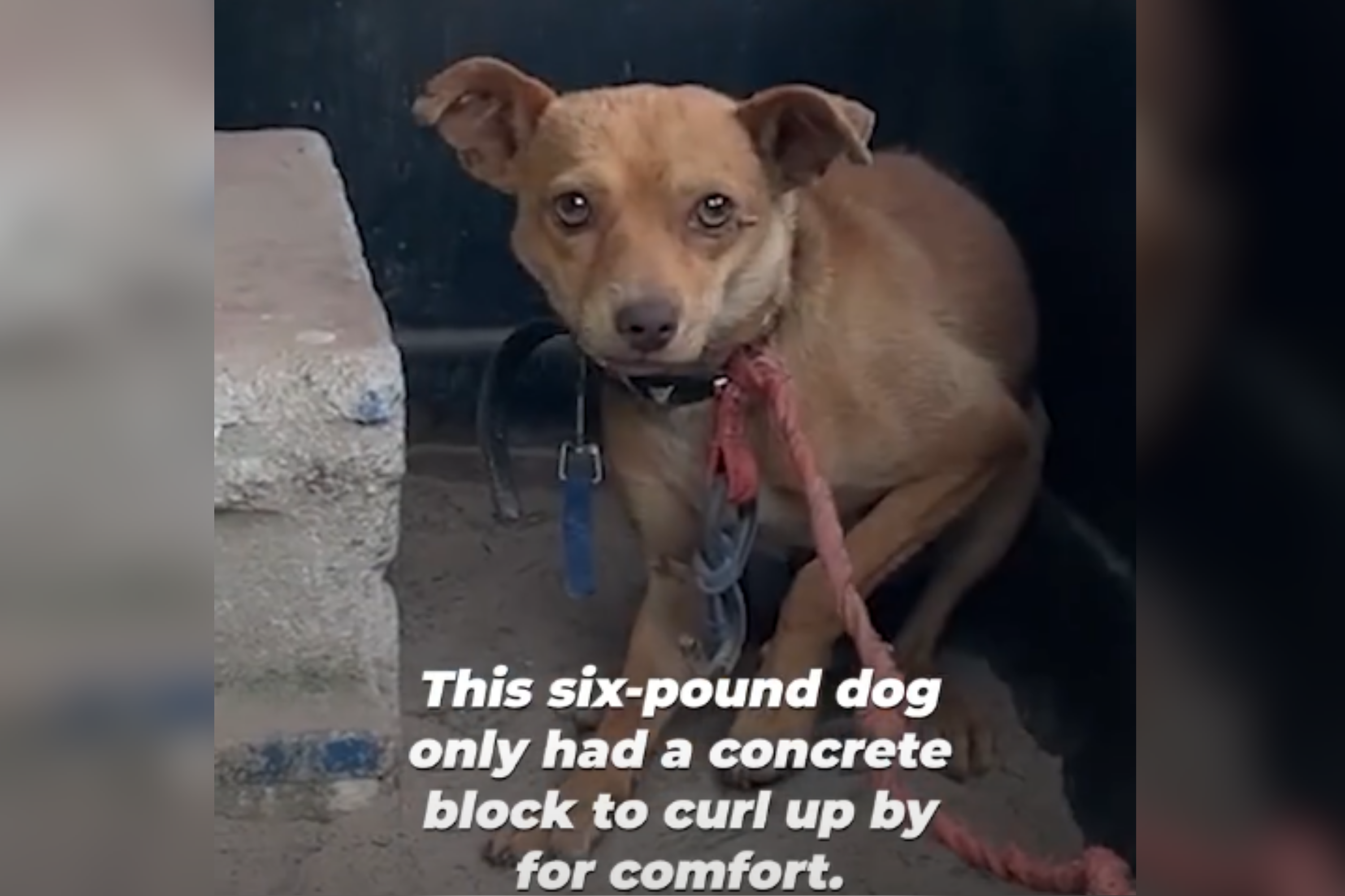 Dog found tied up 24/7 with no food or water—then something amazing happens