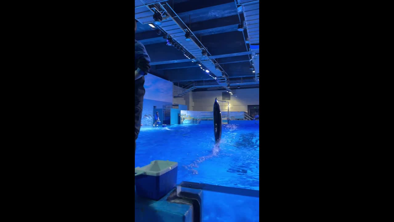Dolphin appears to walk upright on water in Fujian, China