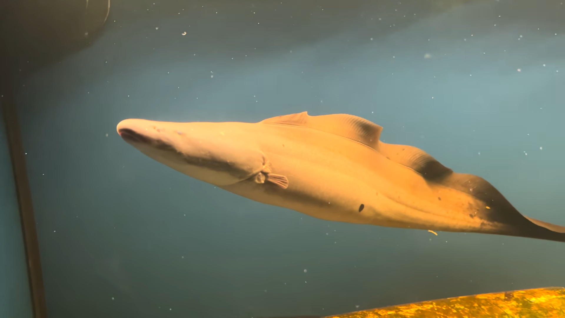 This man bought the world’s deadliest aquarium fish