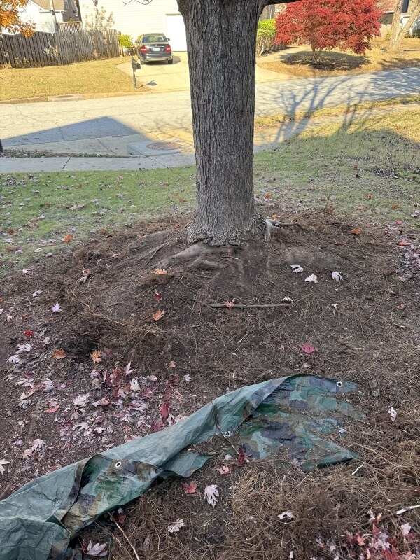 Homeowner warned after sharing photo of major landscaping issue: 'Not a ...