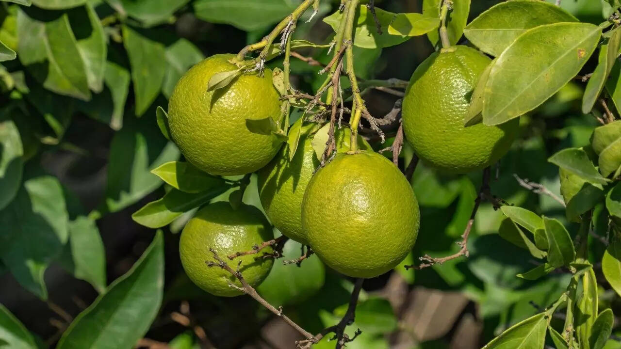 7 simple fruit plants ideal for a lush balcony garden