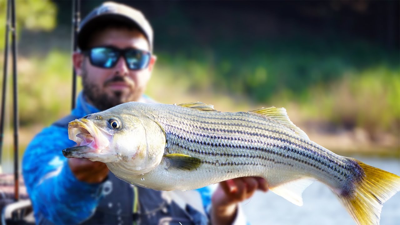 Umbrella rigs trigger big bass and striper in shallow water