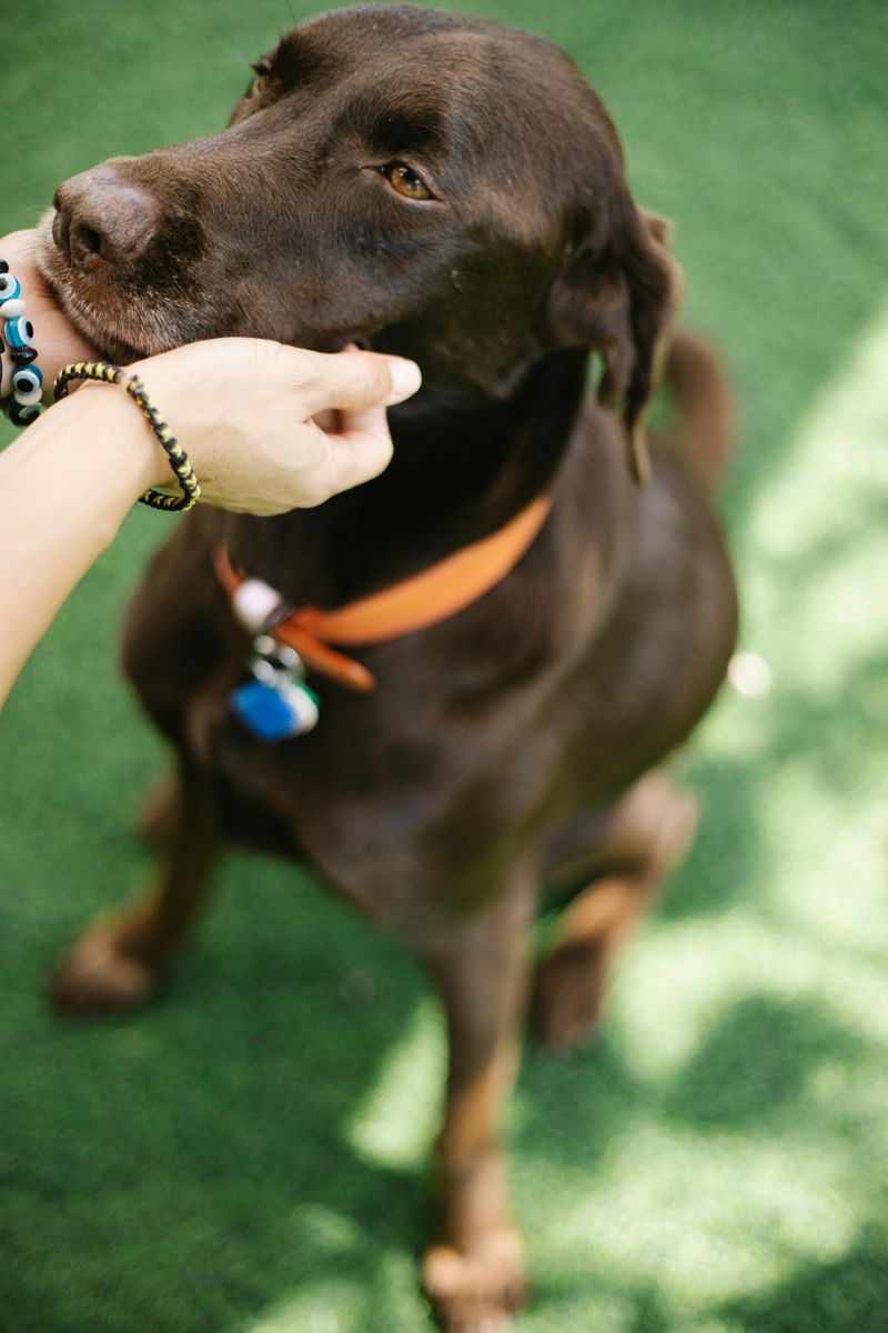 If your dog does these 11 things, it means they are really sad because ...