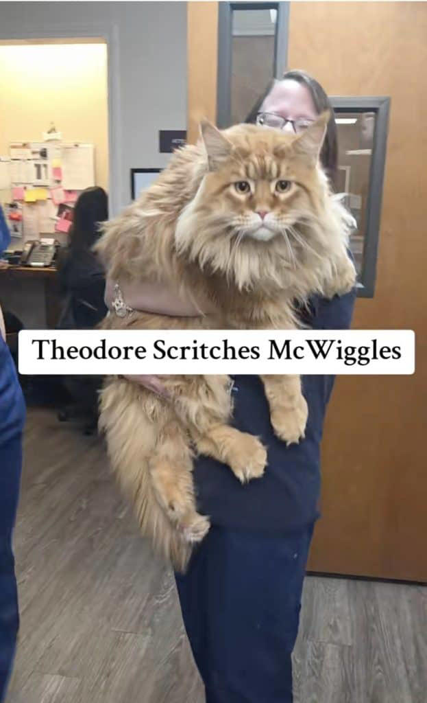 Have you met Theodore Scritches McWiggles?